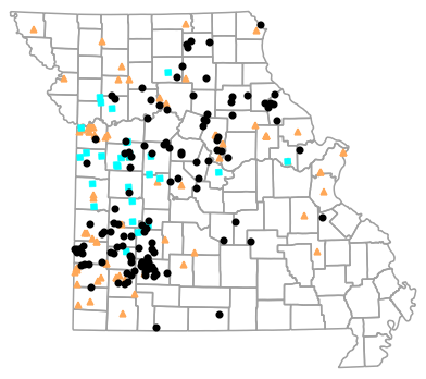 Terrapene ornata (Ornate Box Turtle)